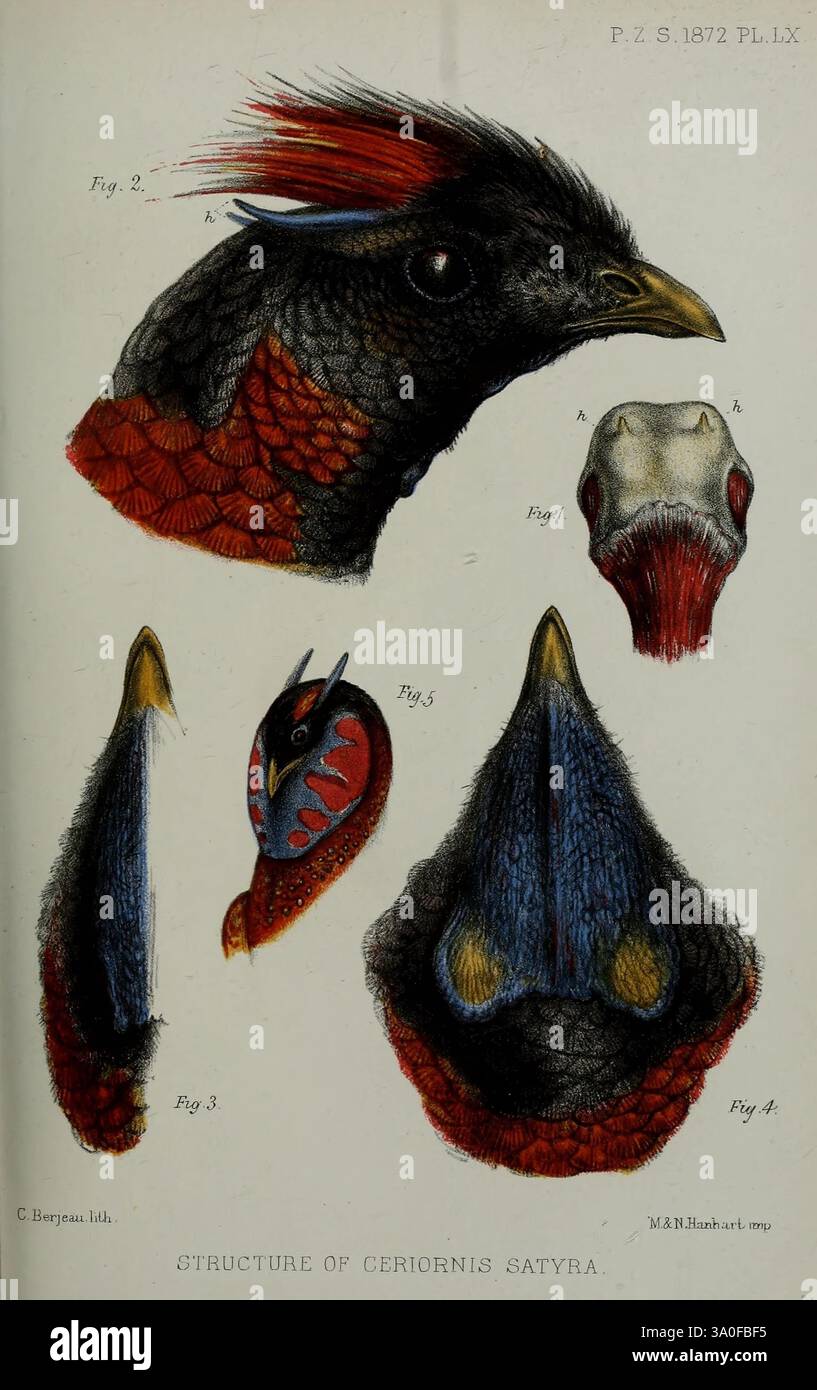 Structure of ceriornis satyra hi-res stock photography and images - Alamy