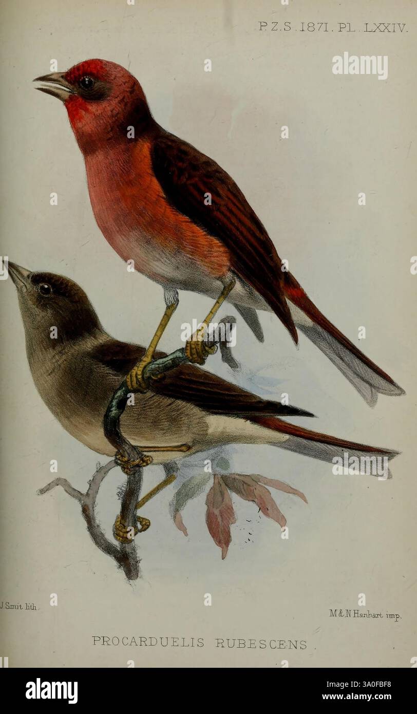 Upper bird sports hi-res stock photography and images - Alamy