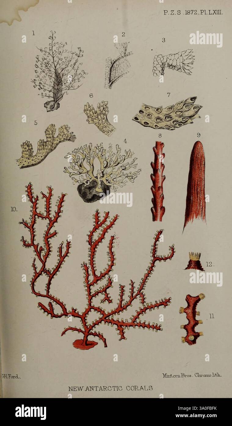 Vibrant red coral formation hi-res stock photography and images - Alamy