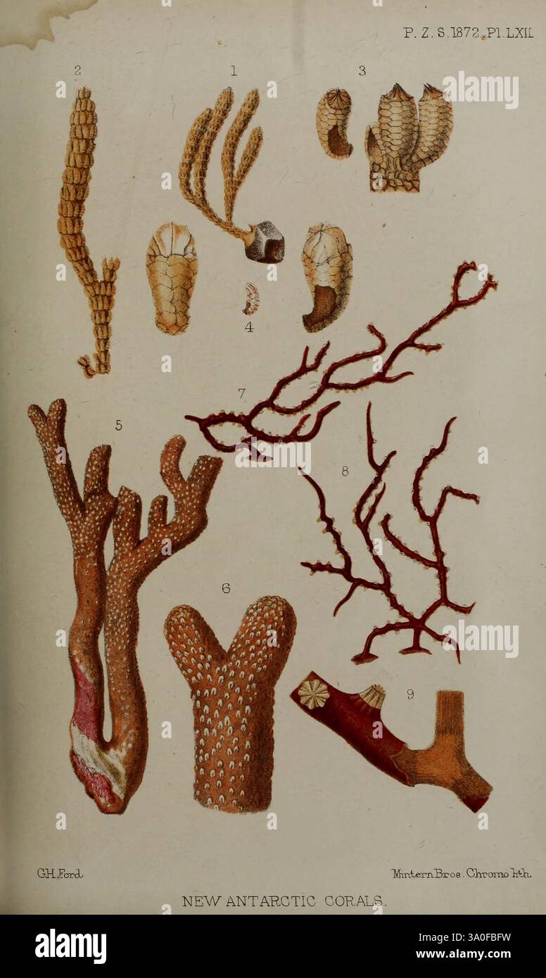 Variety of antarctic coral species hi-res stock photography and images ...