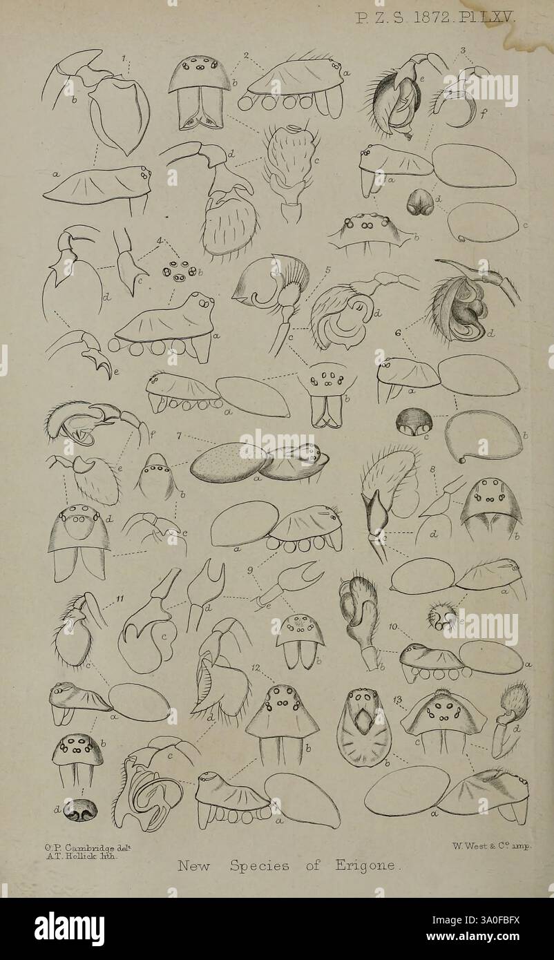 Unique physical characteristics of different species hi-res stock ...