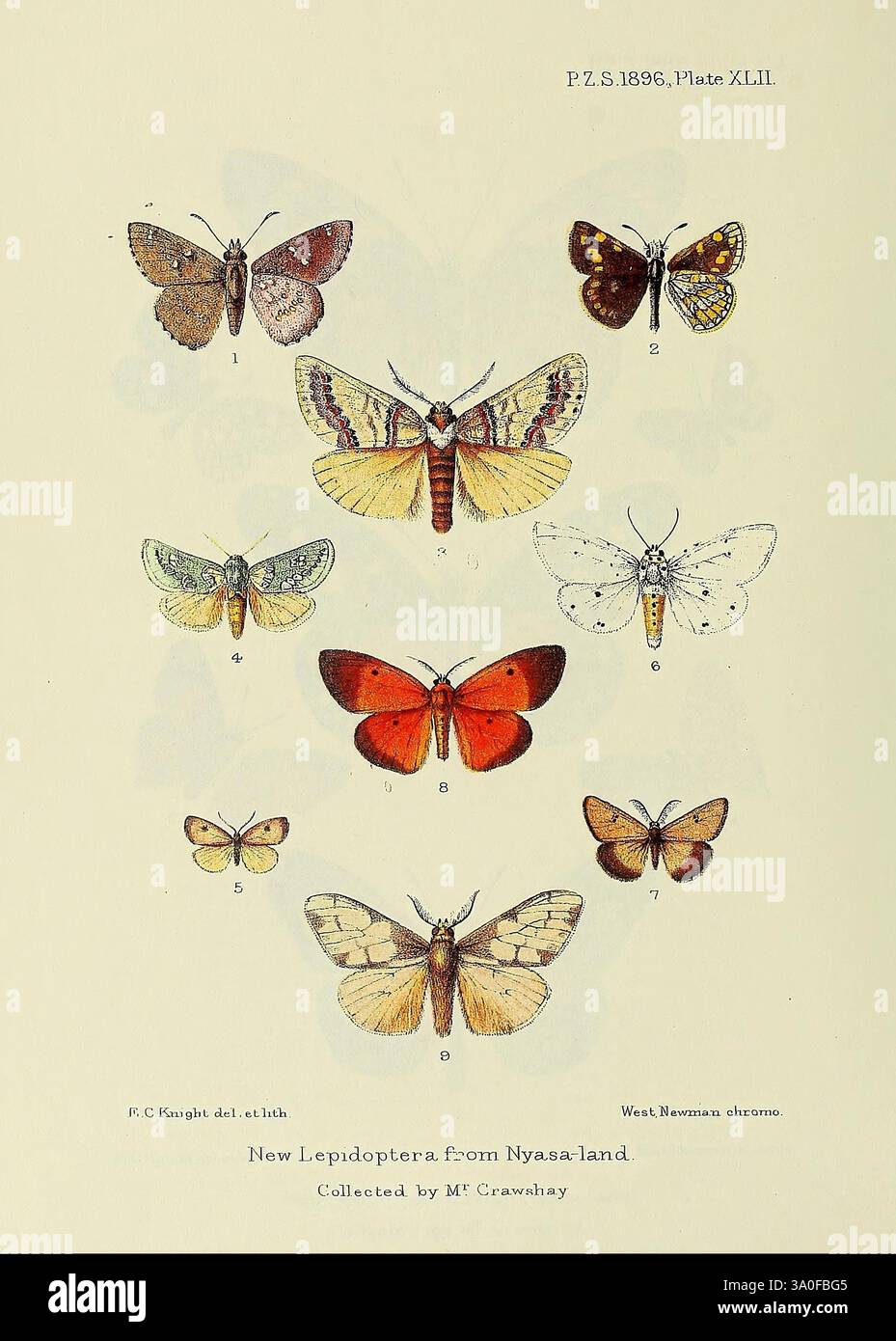 Final row presents two additional butterflies hi-res stock photography and images - Alamy