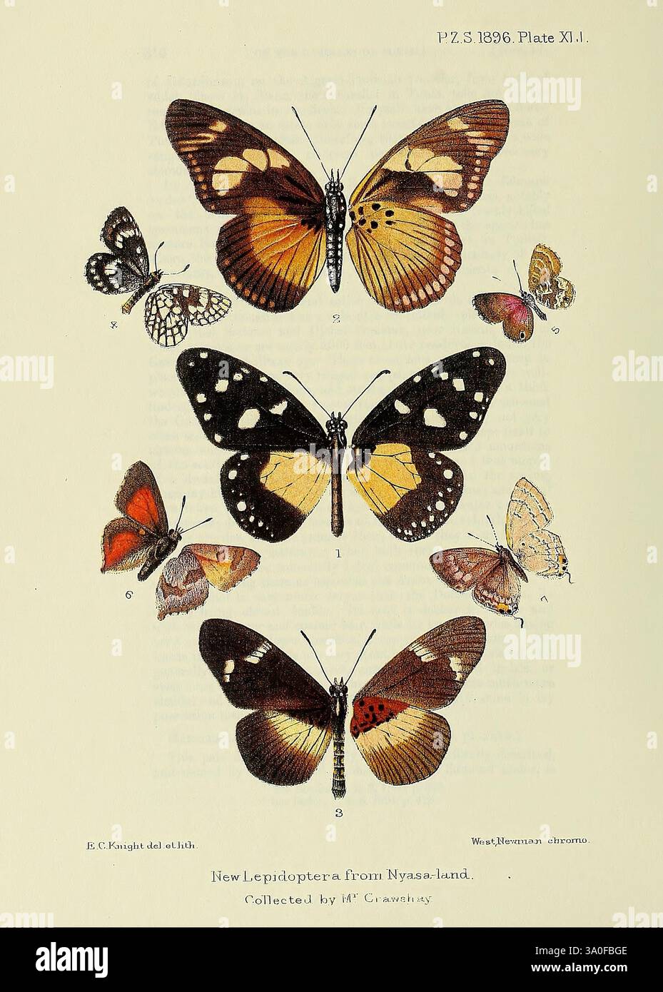 Beauty of lepidopteran art hi-res stock photography and images - Alamy