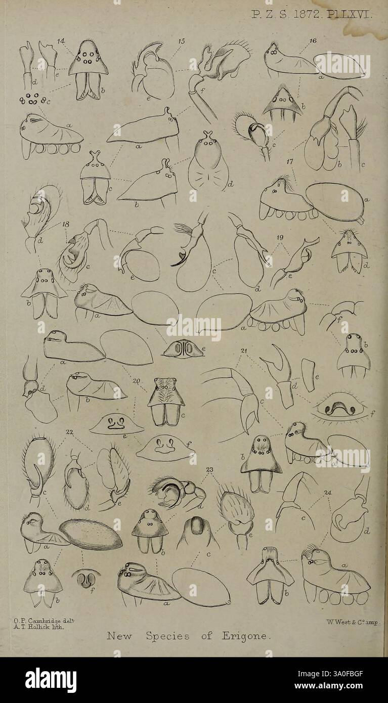 Proceedings of the Zoological Society of London, London, Zoological ...