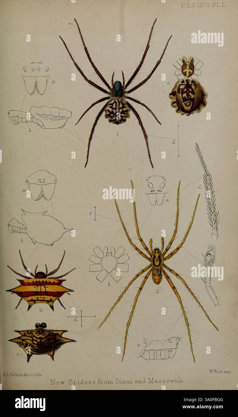 Physical characteristics of spider bodies hi-res stock photography and ...