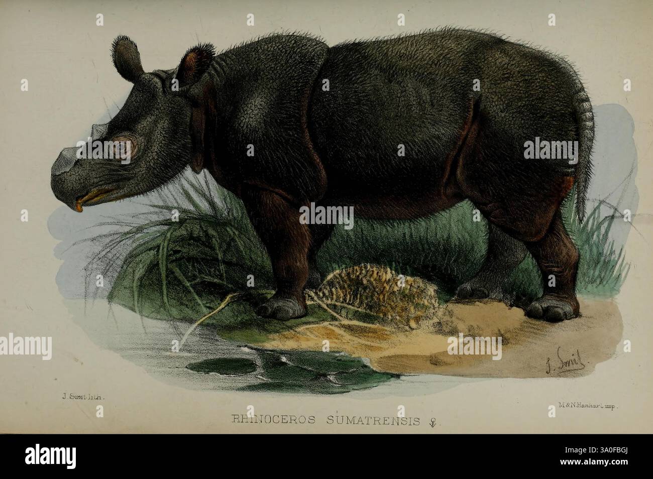 Rhinoceross anatomy hi-res stock photography and images - Alamy
