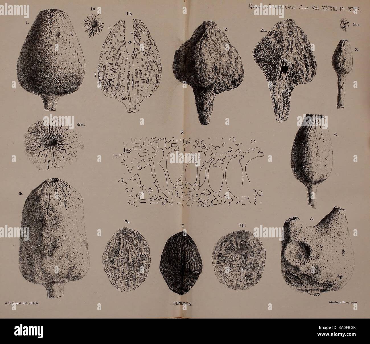 Variety of detailed illustrations of botanical specimens hi-res stock ...
