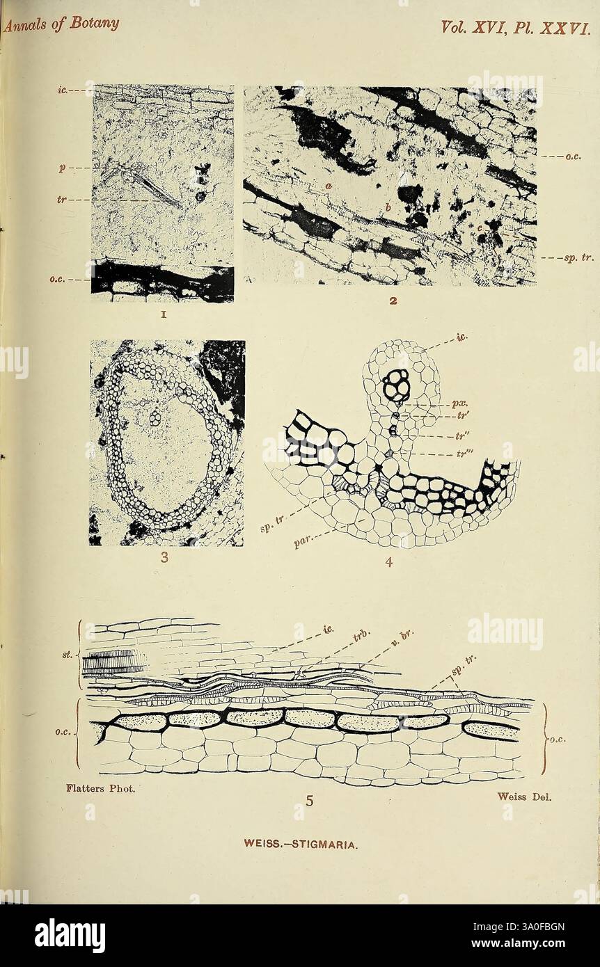 Annals of Botany, London, botany, periodicals, plants, This collection ...