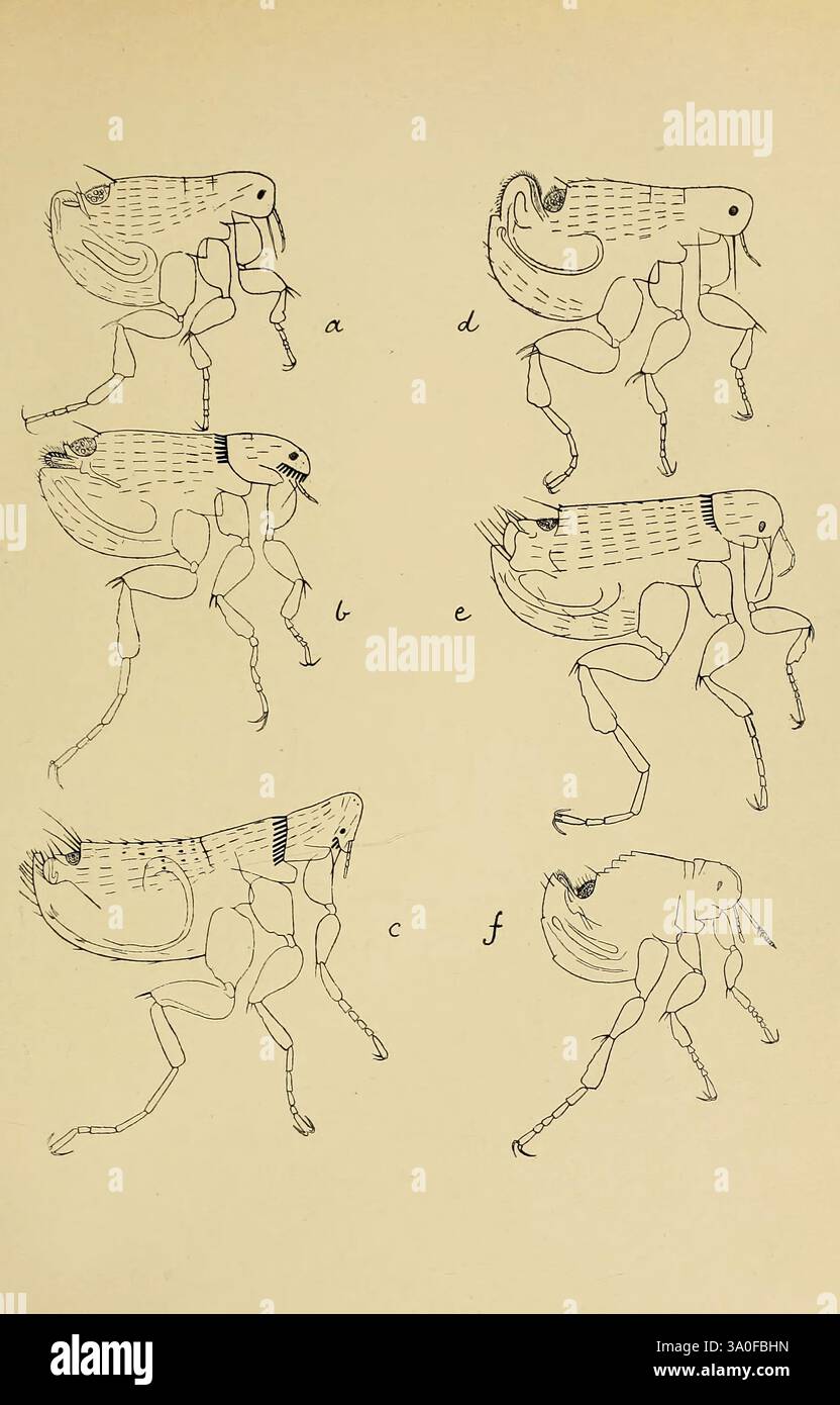 Indian insect life, Calcutta, Thacker, Spink & Co, W. Thacker & Co, 2 ...