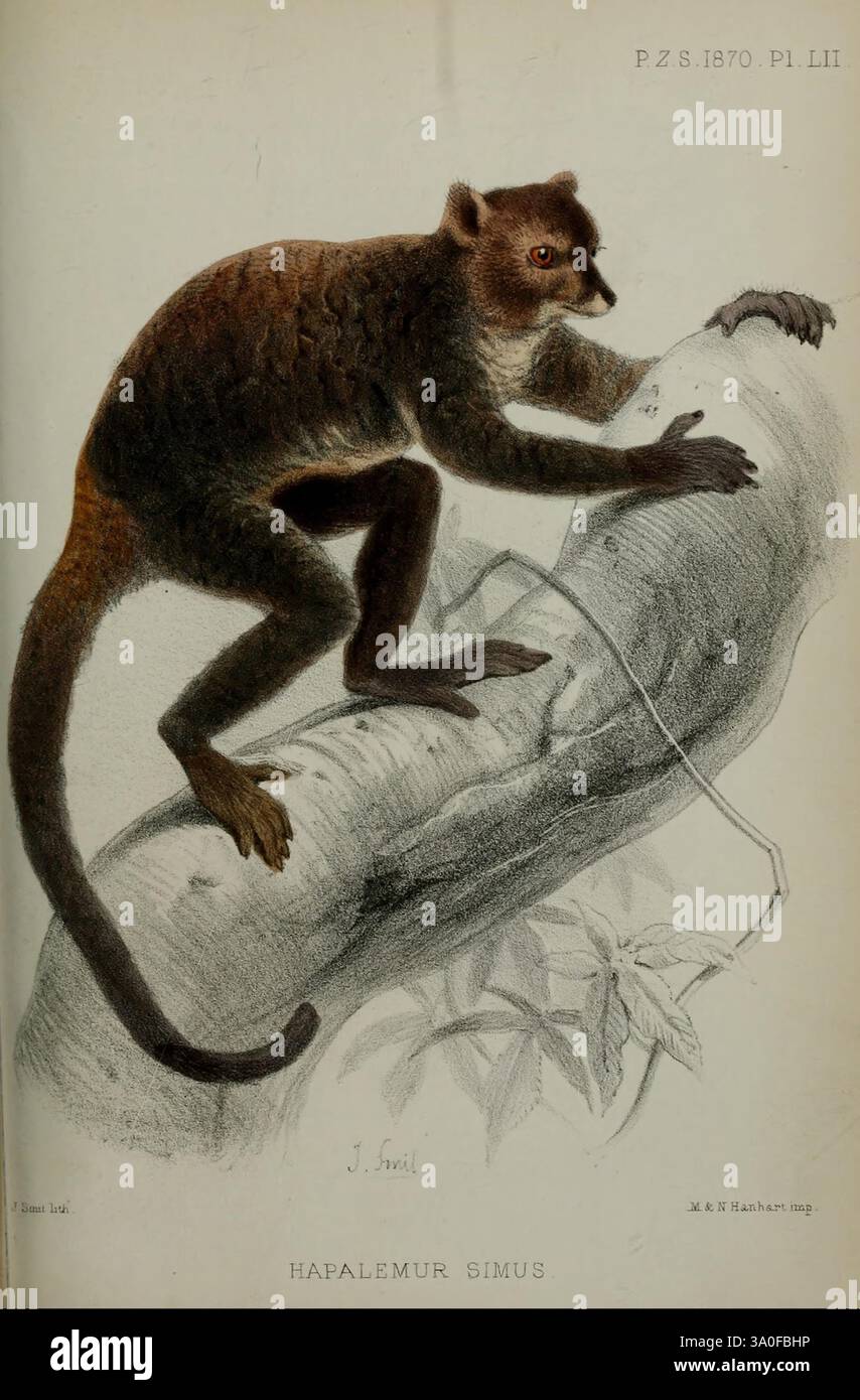 Proceedings of the Zoological Society of London London, Academic Press ...