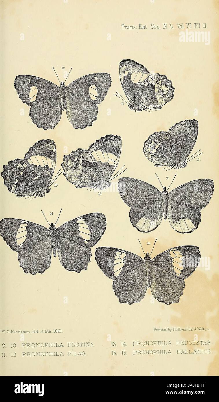 Eight distinct species of butterflies hi-res stock photography and ...