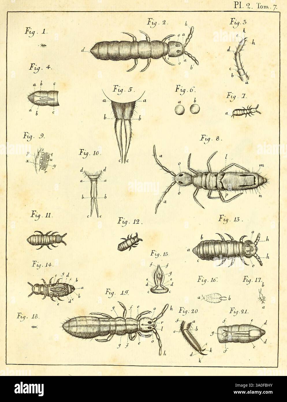 Series of detailed depictions of various insect species hi-res stock ...