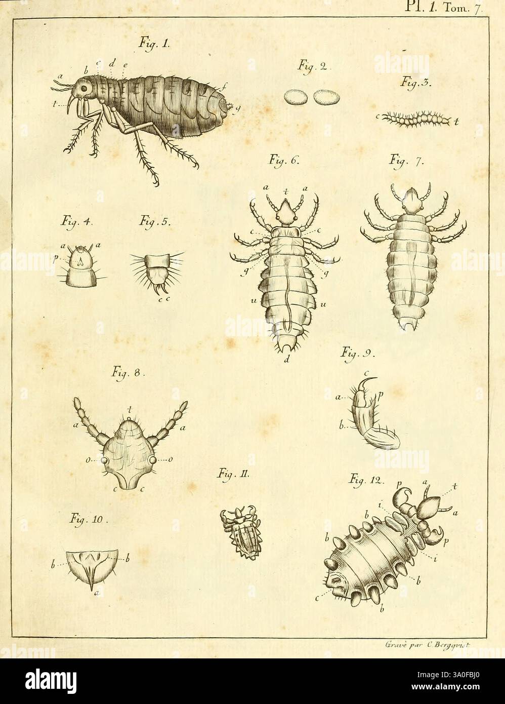 12 showcase different insects hi-res stock photography and images - Alamy