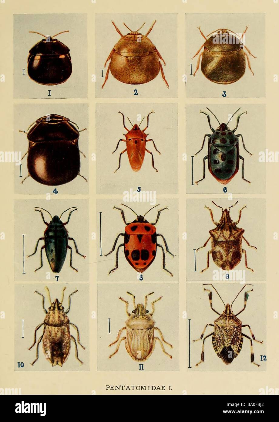 Indian insect life Calcutta, Thacker, Spink & Co, W. Thacker & Co, 2 ...