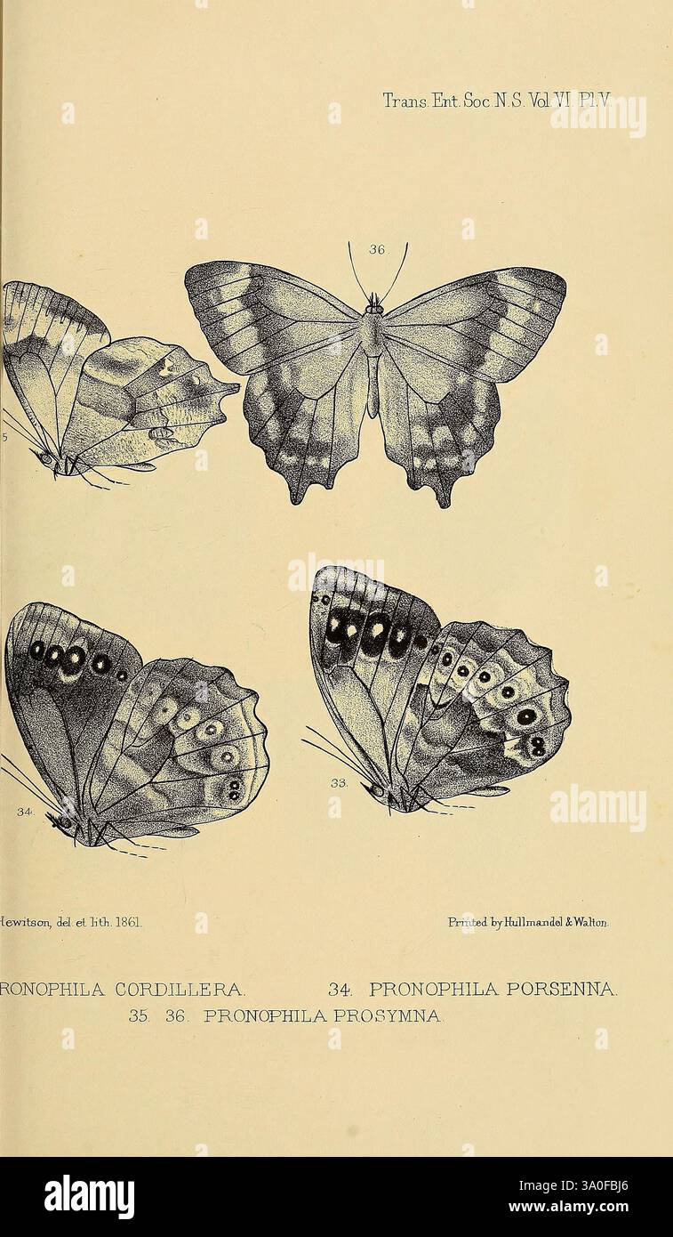 Transactions of the Entomological Society of London, London, The ...