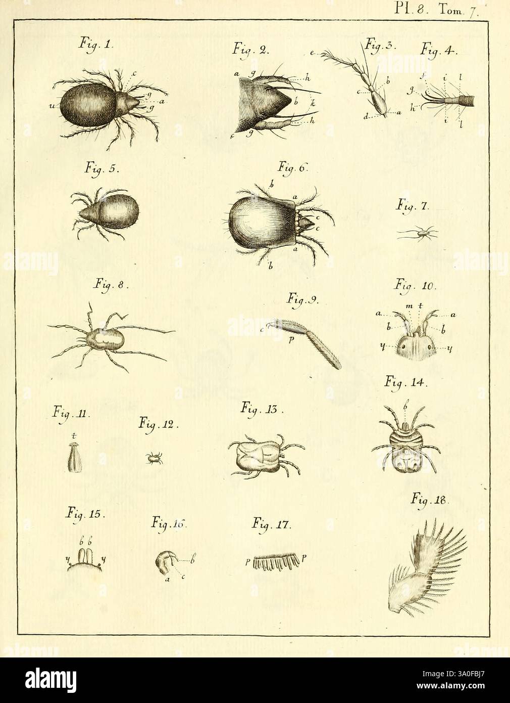 Series of detailed anatomical studies of various arachnids hi-res stock ...