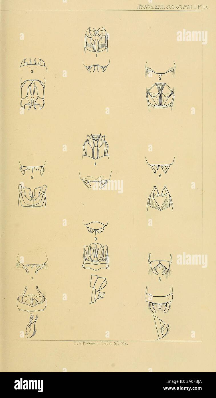 Various corset designs hi-res stock photography and images - Alamy