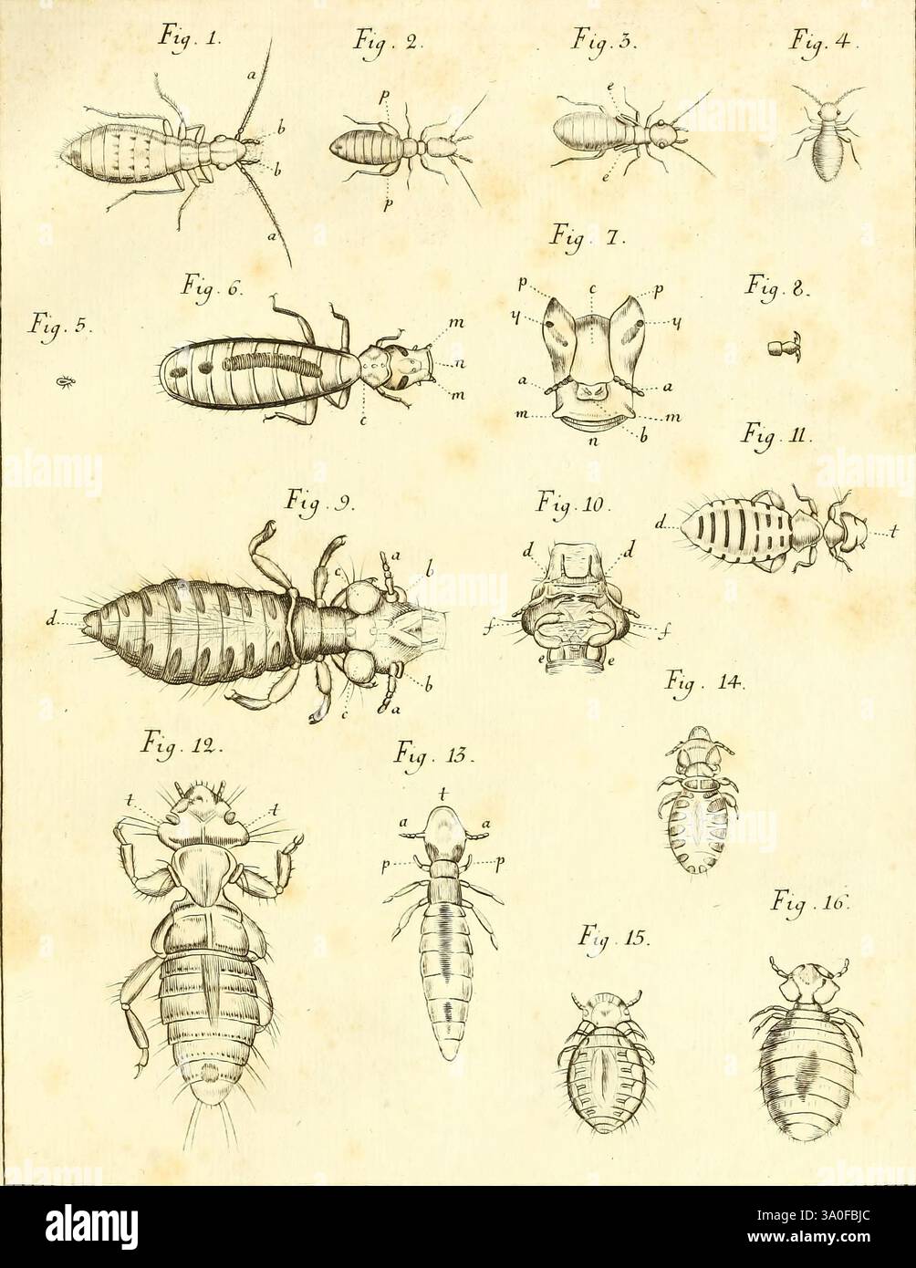 Various species of lice hi-res stock photography and images - Alamy