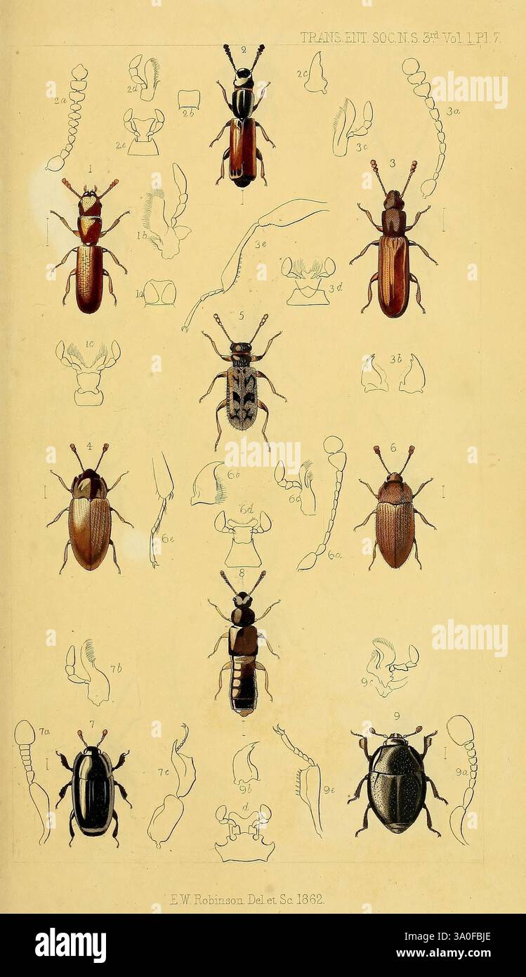 Representations of different beetle species hi-res stock photography ...