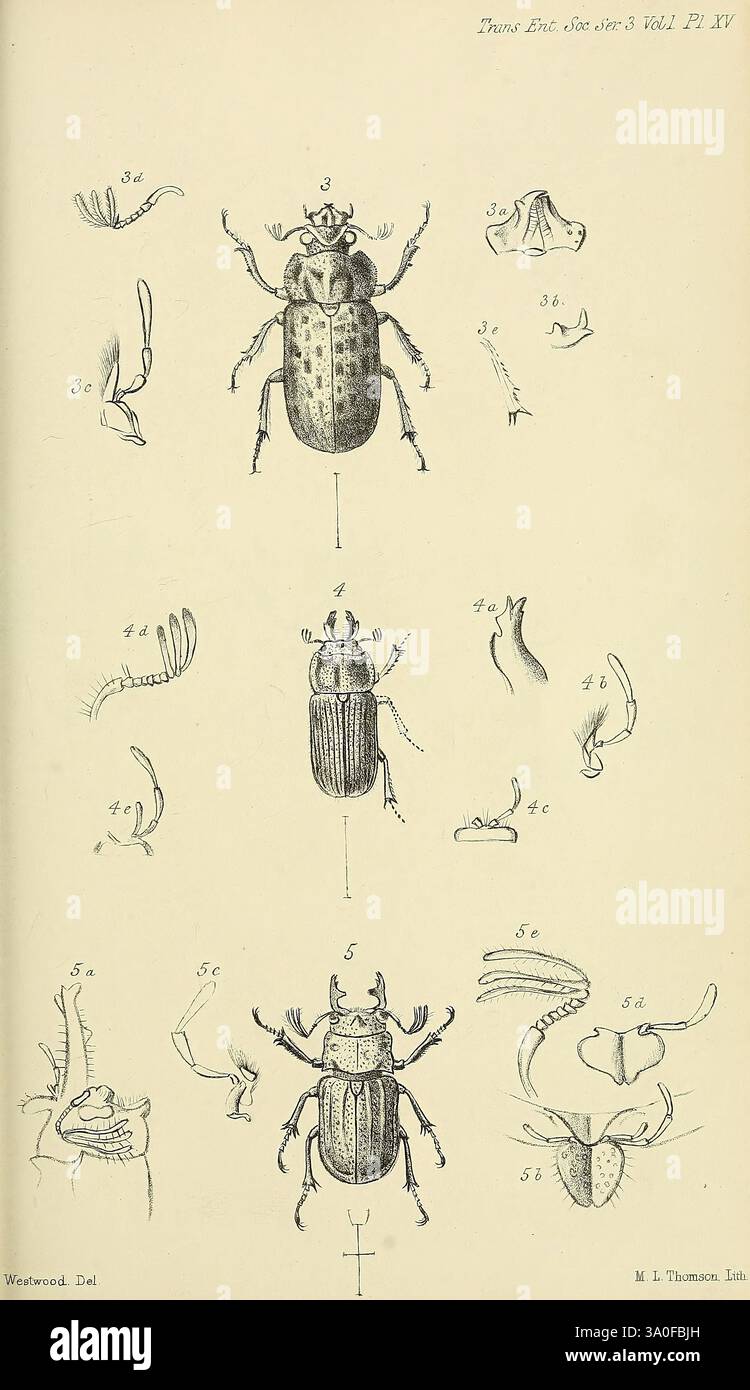 Labeled segment highlights different anatomical elements hi-res stock ...