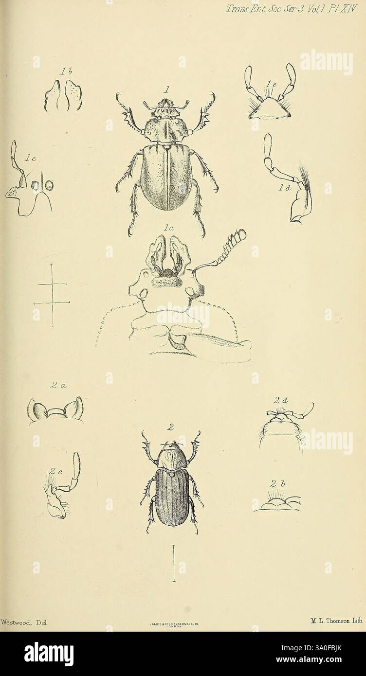 Various anatomical features of beetles hi-res stock photography and ...