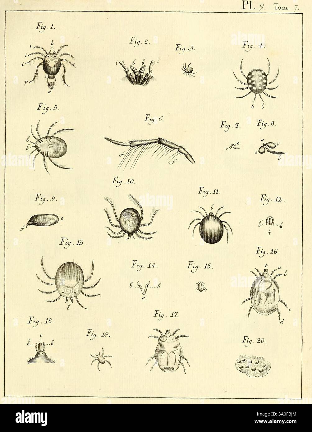 Variety of spider types hi-res stock photography and images - Alamy