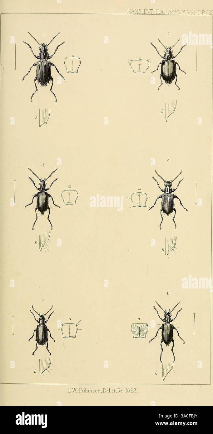 Meticulous documentation of insect biodiversity hi-res stock ...