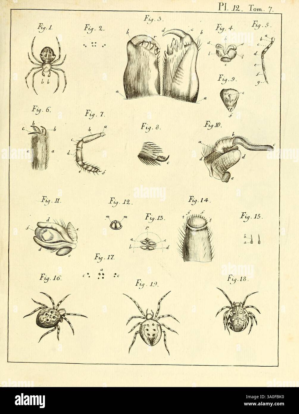 Diverse forms of small creatures hi-res stock photography and images ...