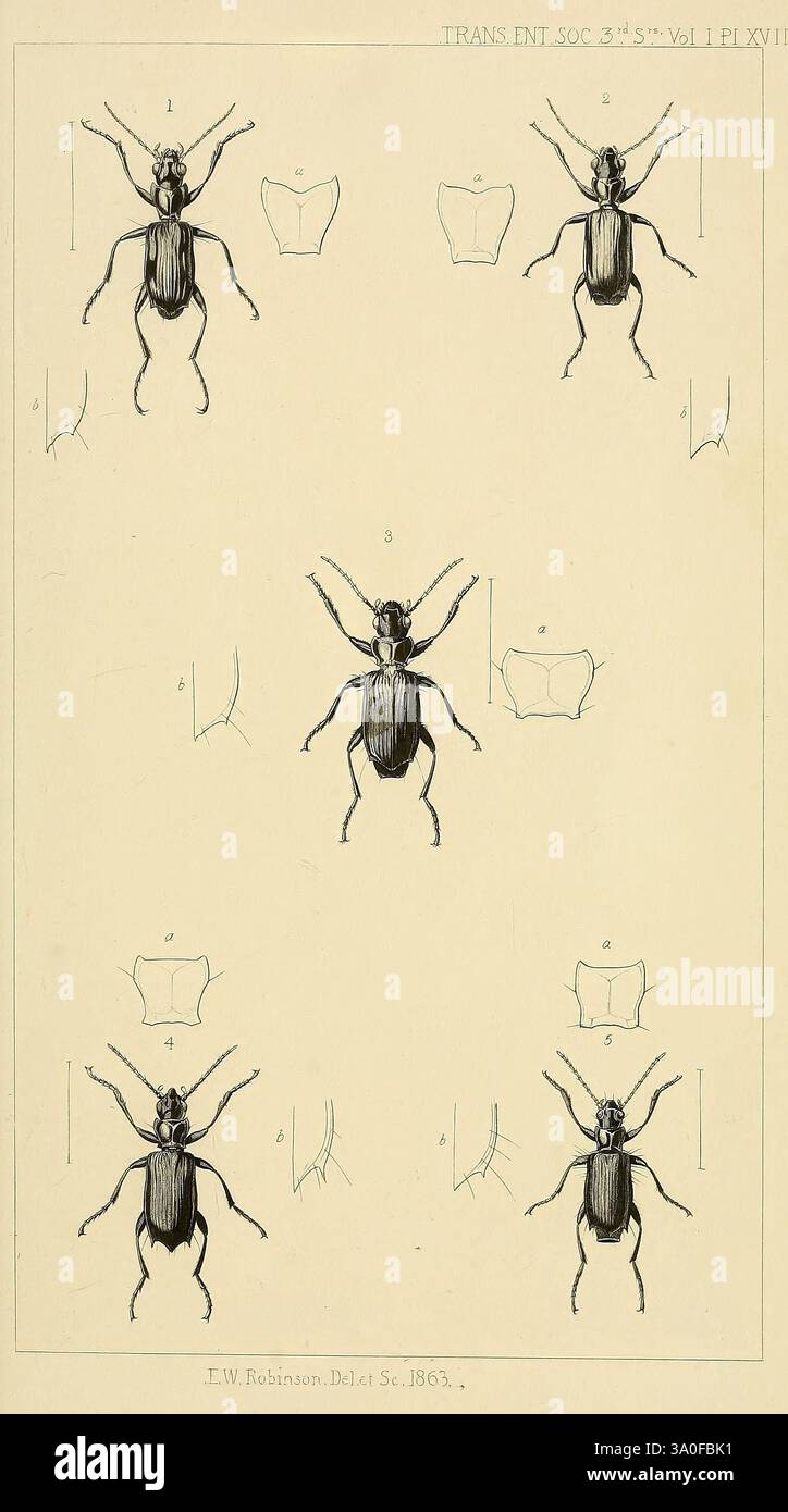 Transactions of the Entomological Society of London, London, The ...
