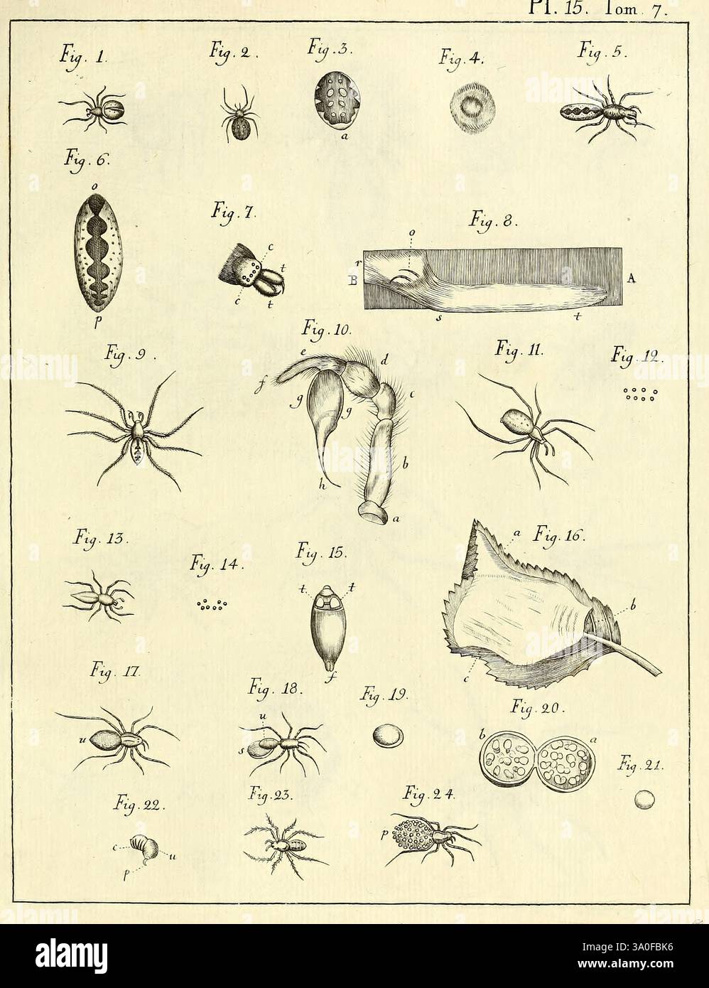 Anatomical details of certain species hi-res stock photography and ...