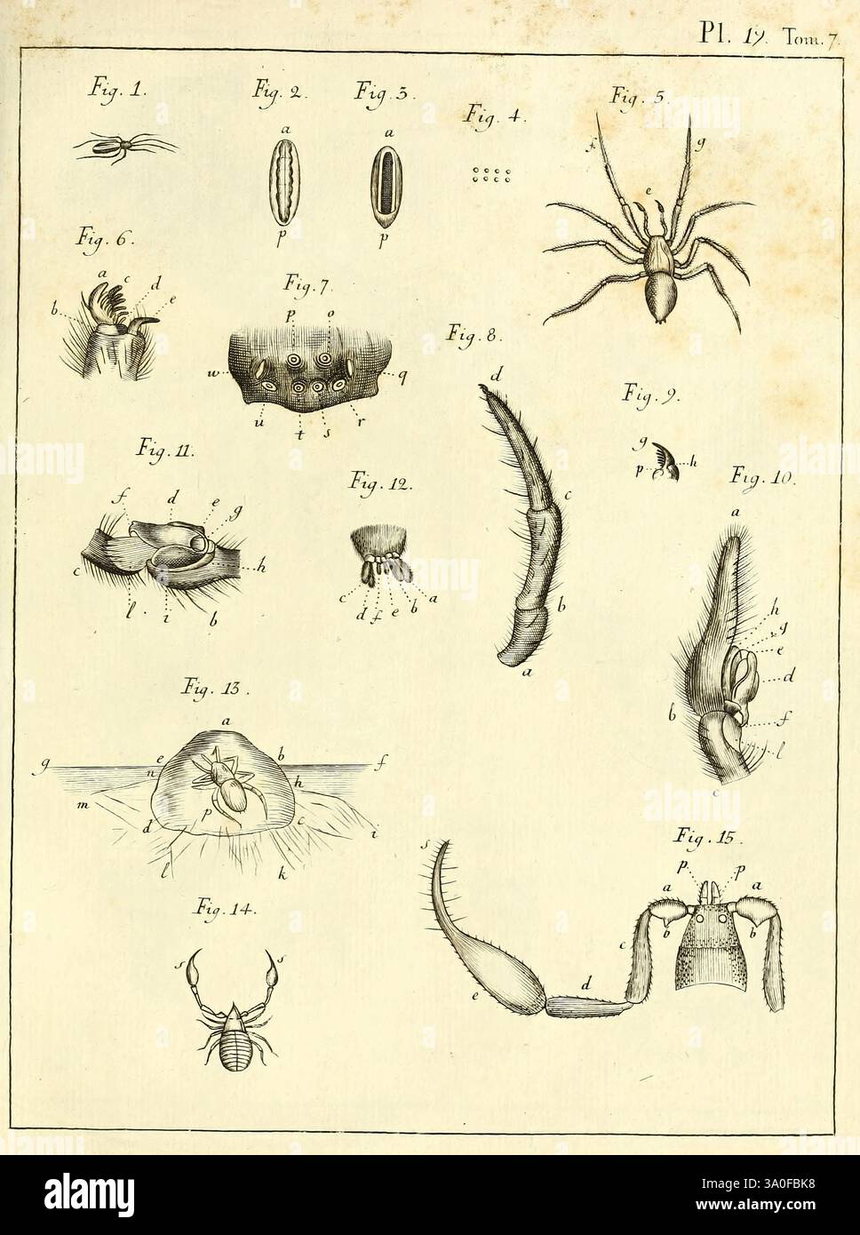 Prominent depiction of different types of arachnids hi-res stock ...