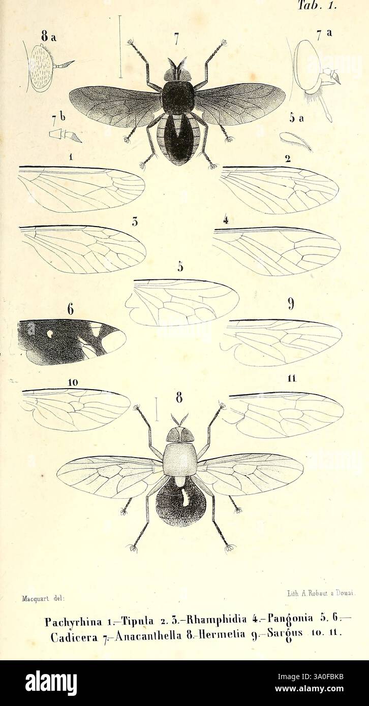 Series of detailed drawings of various fly species hi-res stock ...