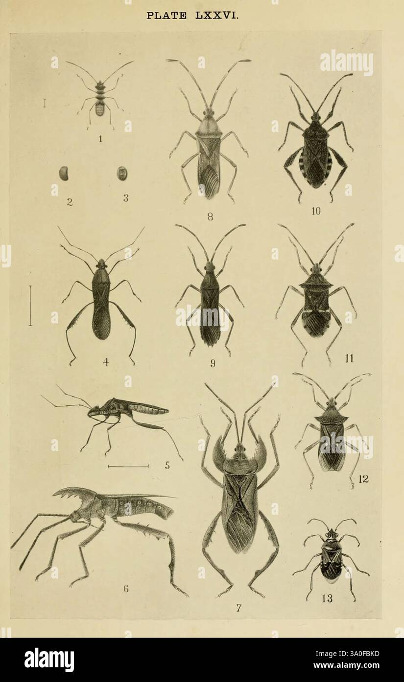 Indian insect life Calcutta Thacker Spink & Co. W. Thacker & Co. 2 ...