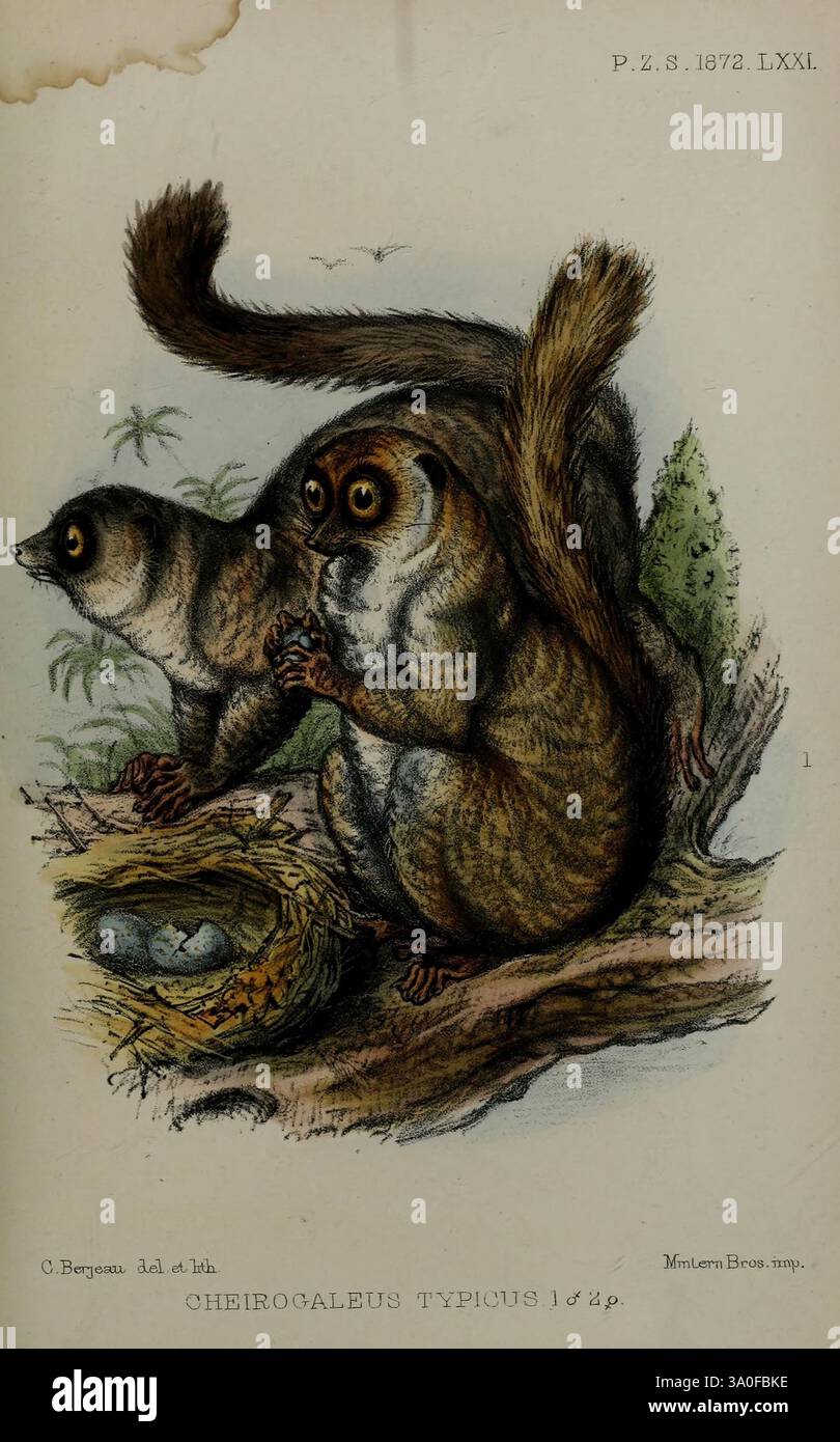 Large eyed creatures hi-res stock photography and images - Alamy