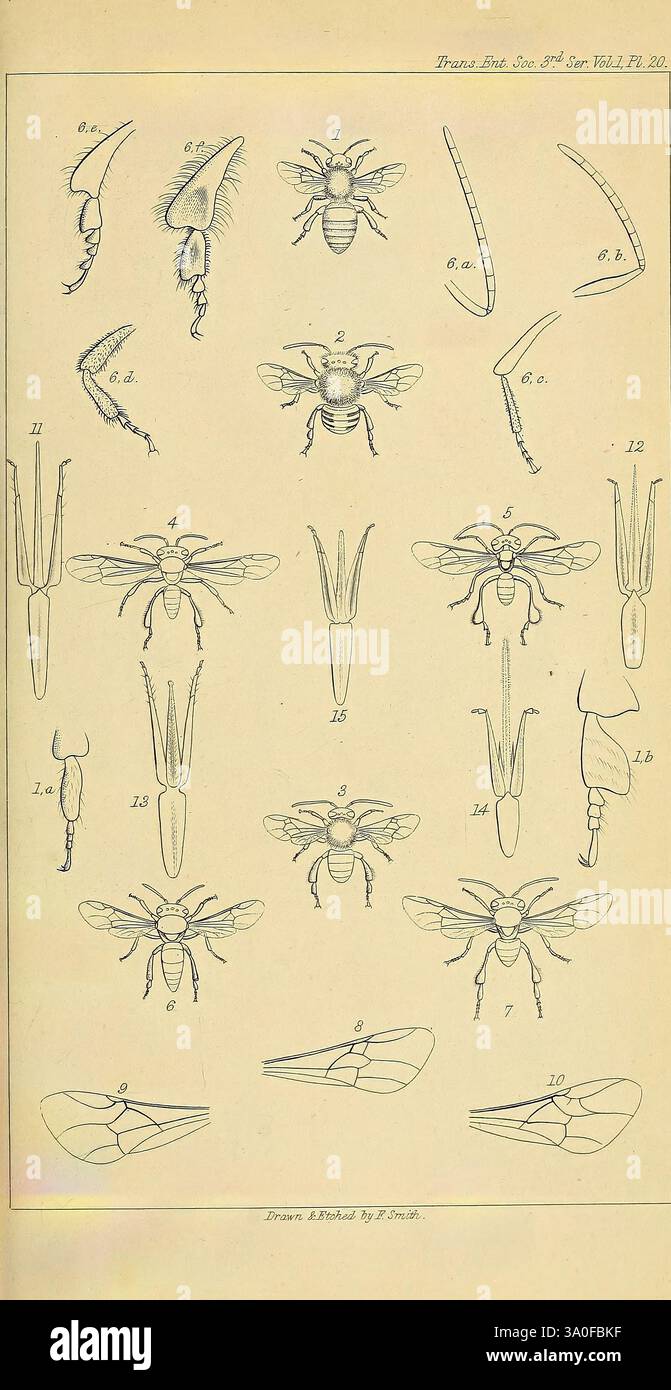 Depictions of legs hi-res stock photography and images - Alamy