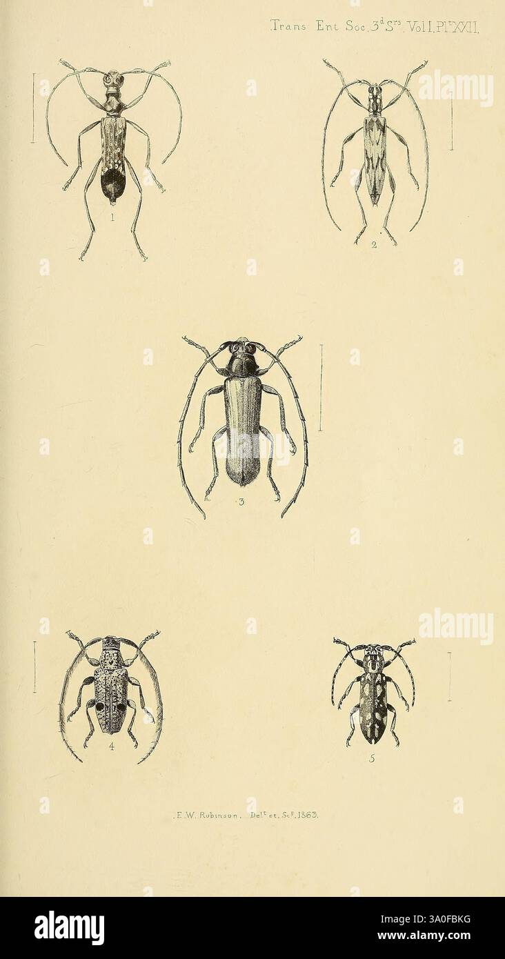Five detailed depictions of various insect specimens hi-res stock ...