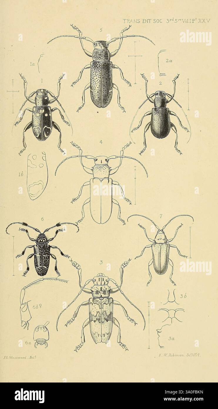 Transactions of the Entomological Society of London, London, The ...
