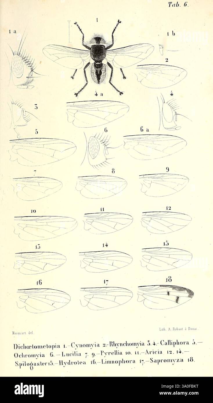 Numbered figure highlights unique anatomical features hi-res stock ...