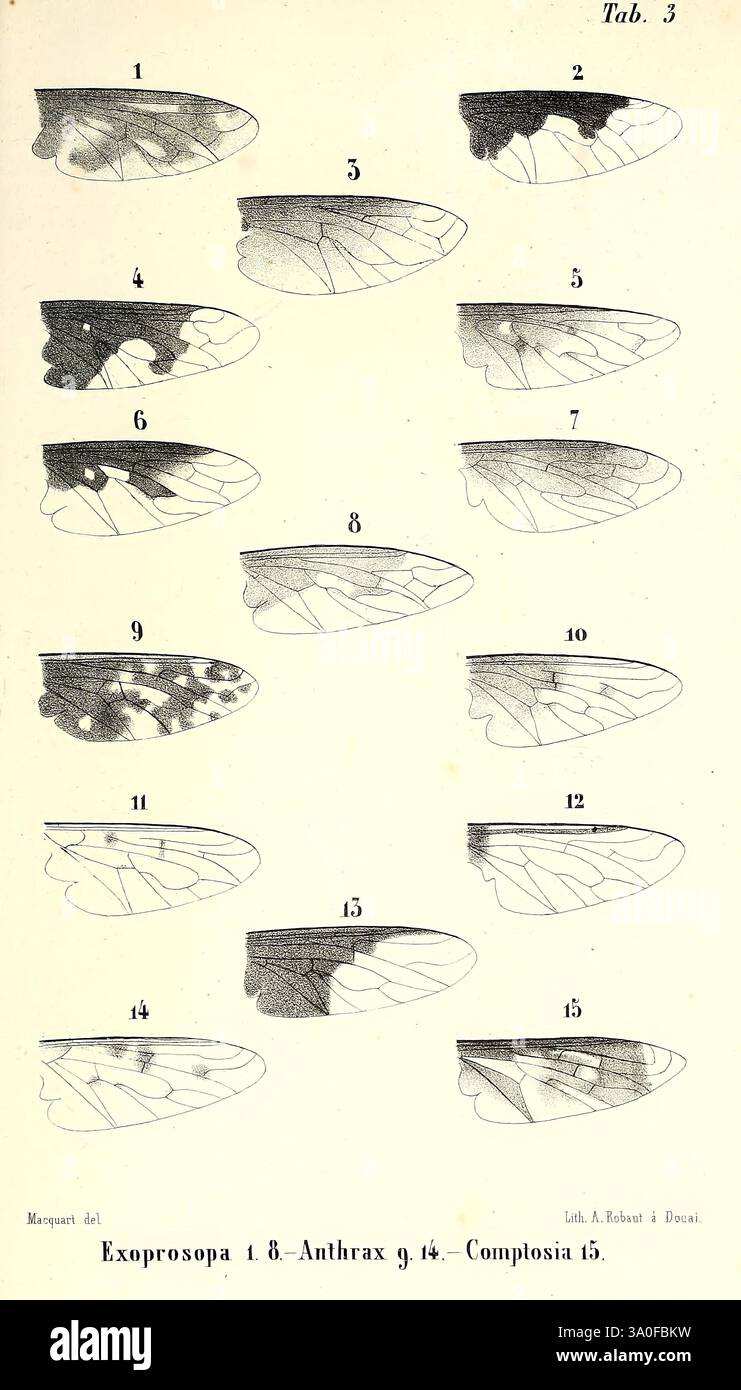Anatomical structures of different moth species hi-res stock ...
