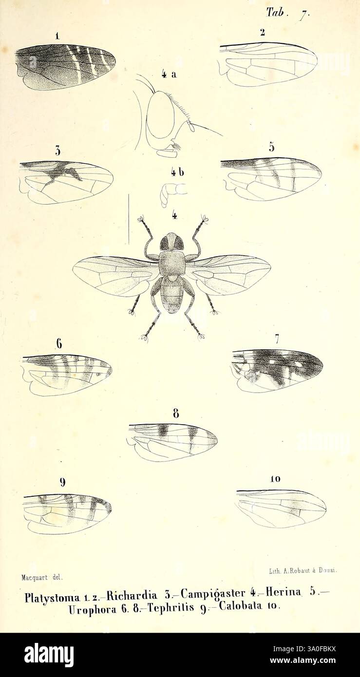 Focusing primarily on different species of flies hi-res stock ...