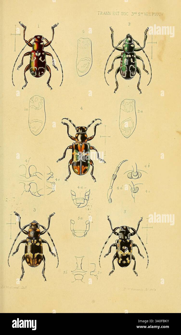 Intricate exoskeleton textures hi-res stock photography and images - Alamy