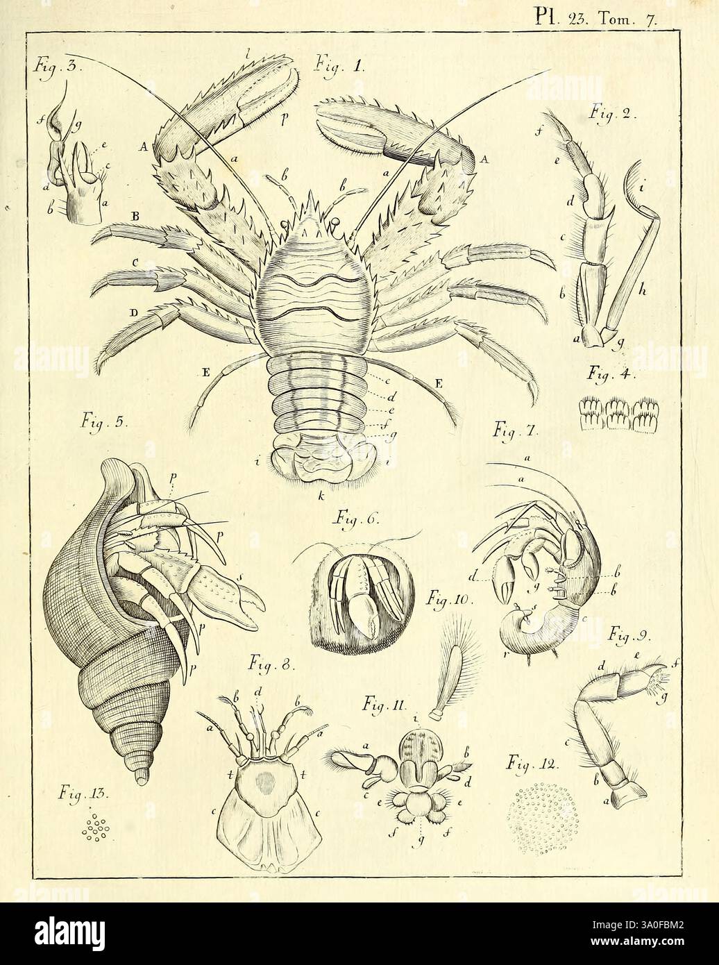 Smaller detailed renderings of various shellfish hi-res stock ...