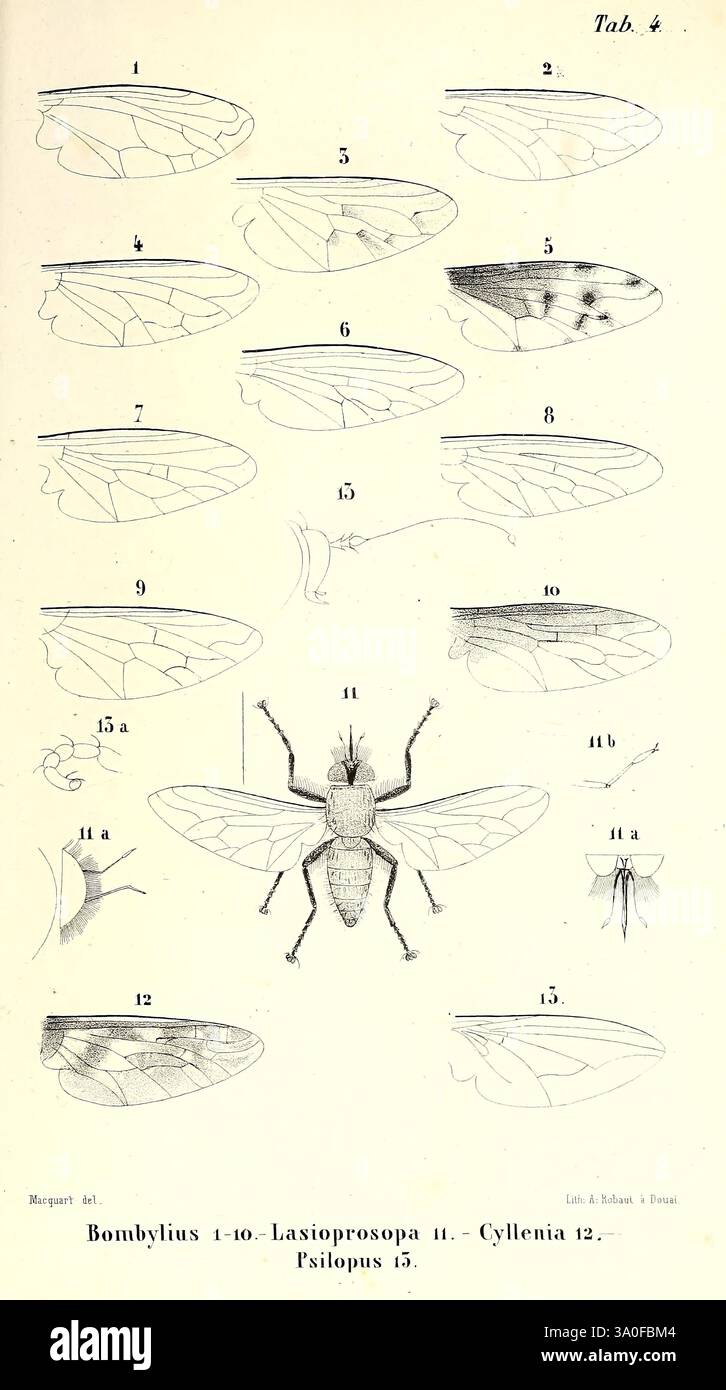 Structures of different fly species hi-res stock photography and images ...