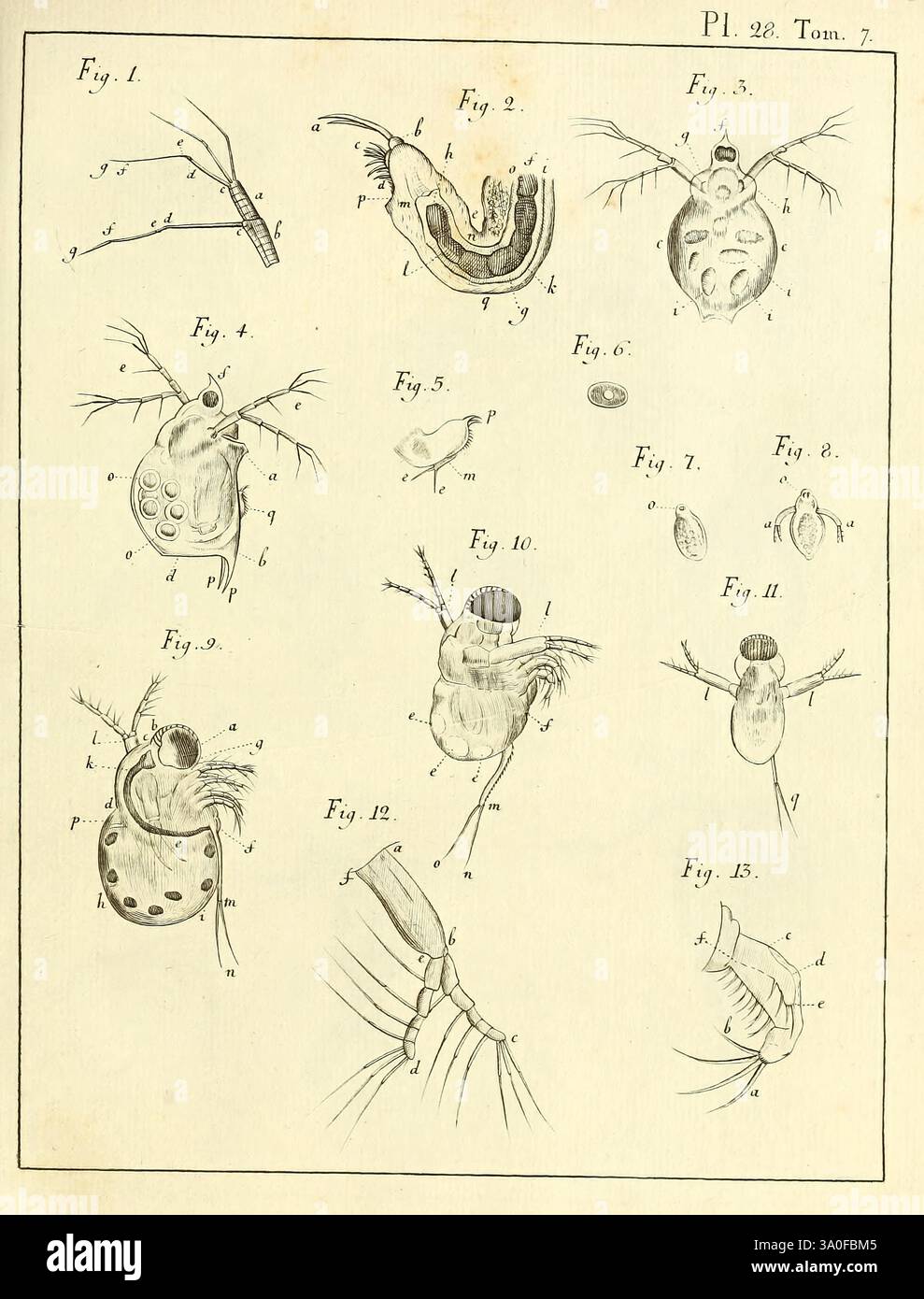 This illustration features a series of detailed scientific drawings ...
