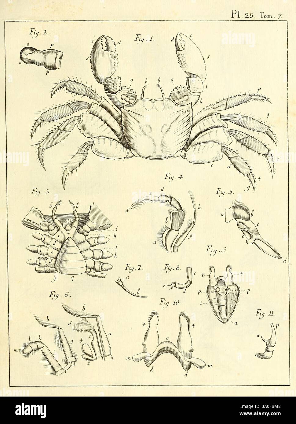 Complexity of crab anatomy hi-res stock photography and images - Alamy