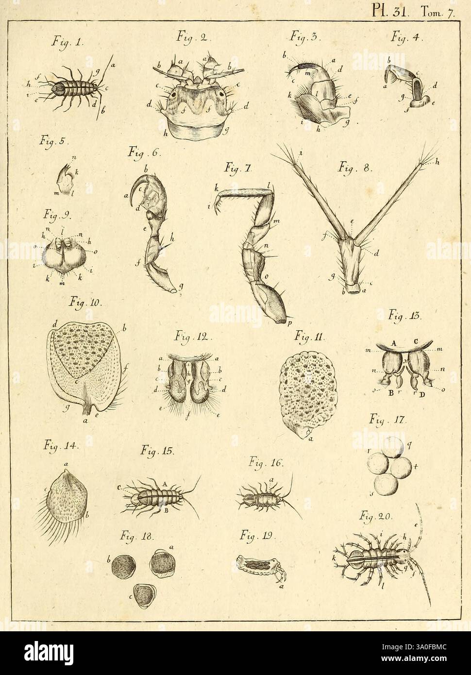Different types of arthropods hi-res stock photography and images - Alamy