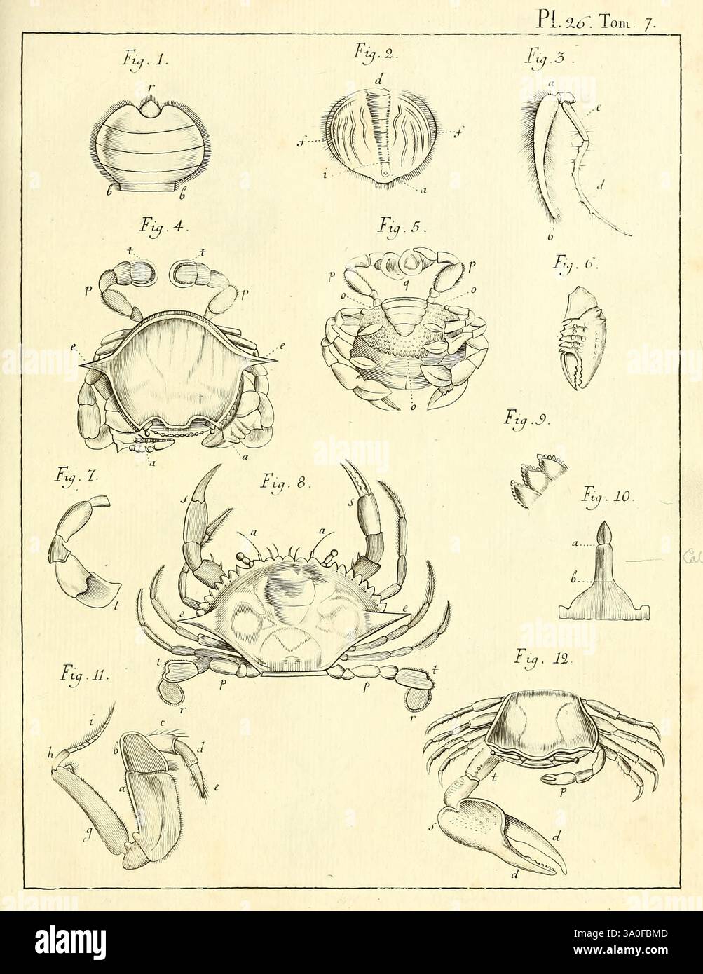 Diverse representation of crabs hi-res stock photography and images - Alamy