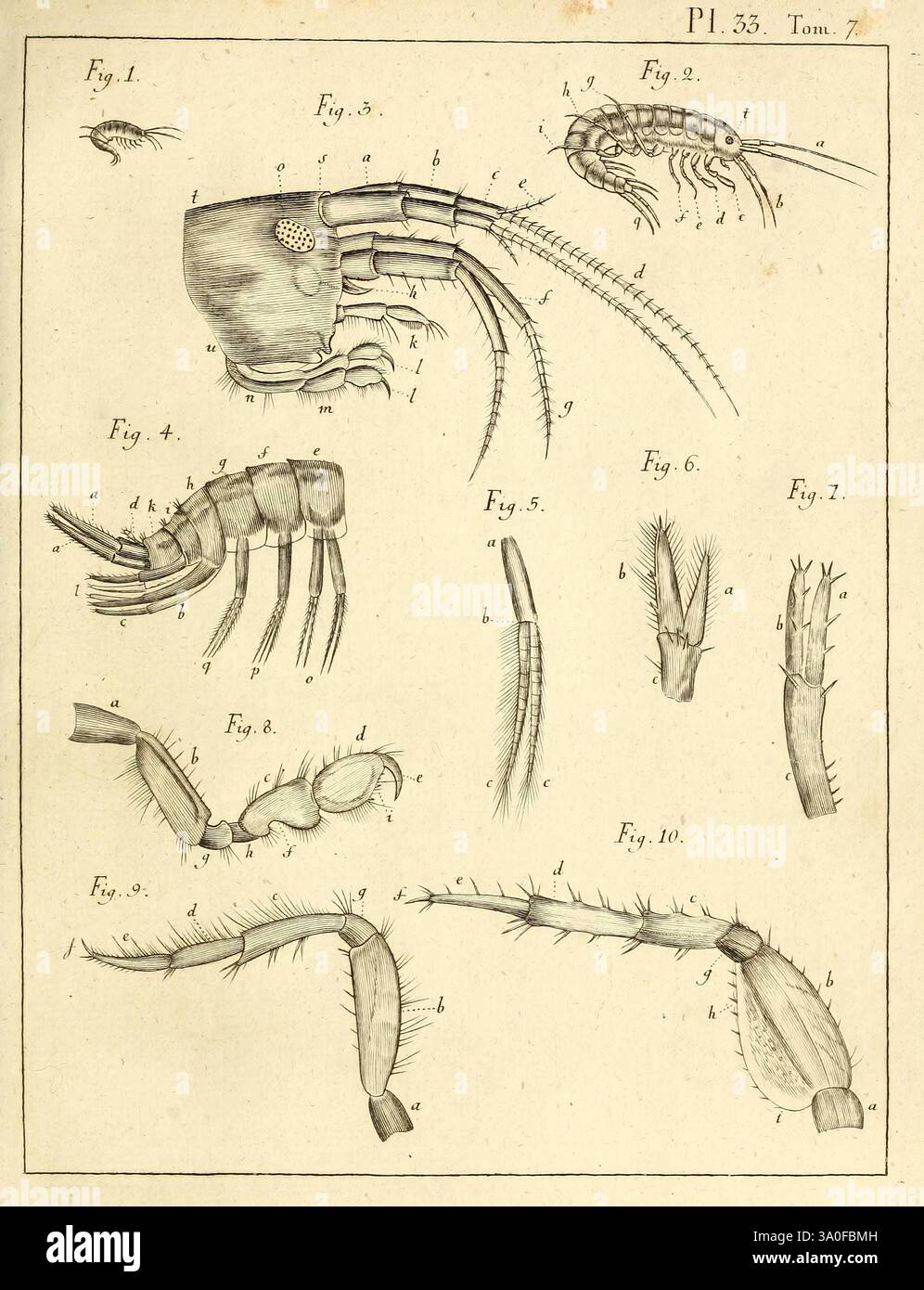 Various anatomical aspects of crustaceans hi-res stock photography and ...