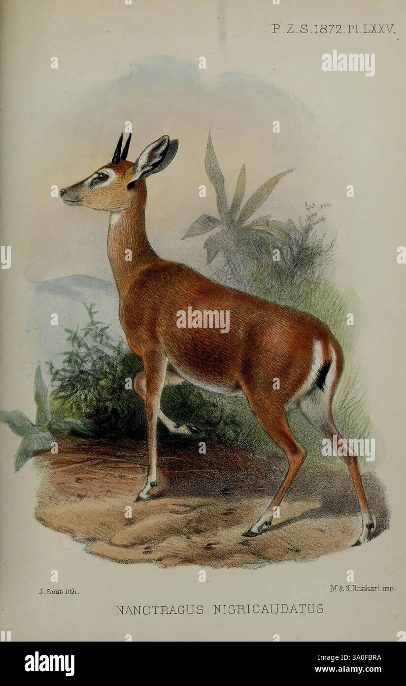 Proceedings of the Zoological Society of London, London, Zoological ...