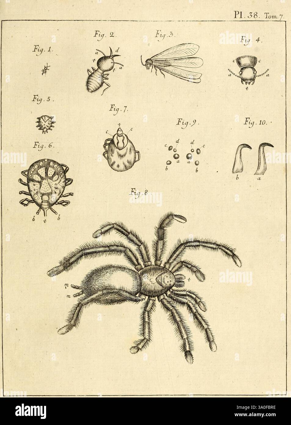 Depicting different types of larvae hi-res stock photography and images ...